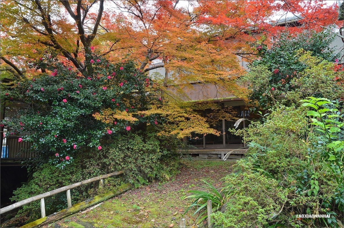 2019年第514贴-日本京都红叶季随拍（1206F）-中关村在线摄影论坛