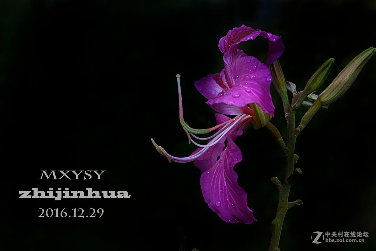 紫金花-中关村在线摄影论坛