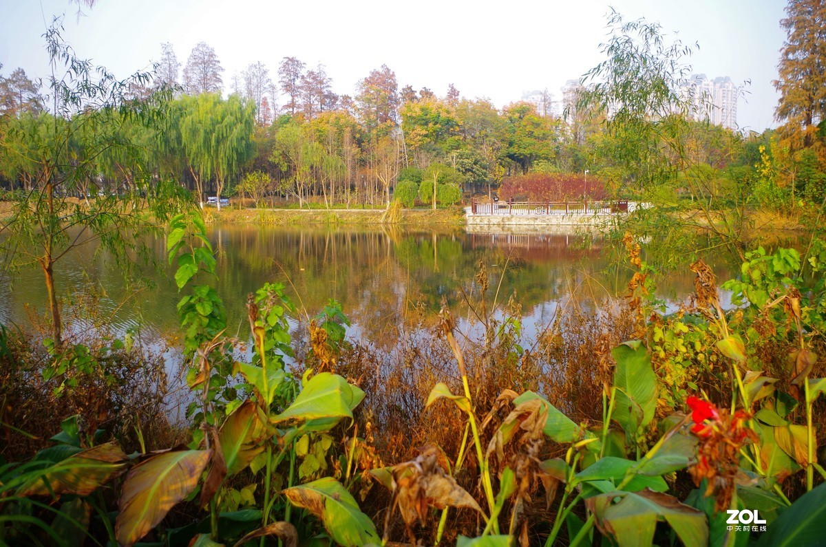 明月湿地公园秋冬小景-中关村在线摄影论坛