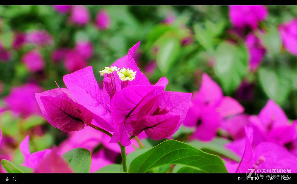 三角梅-中关村在线摄影论坛
