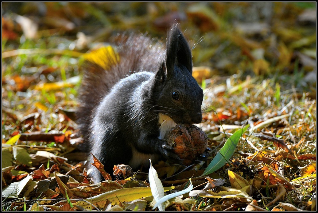 动物园随拍。-中关村在线摄影论坛