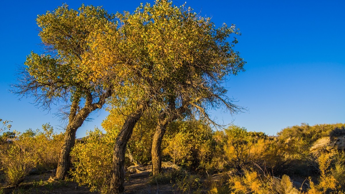 最美的还是新疆------木垒胡杨林-中关村在线摄影论坛