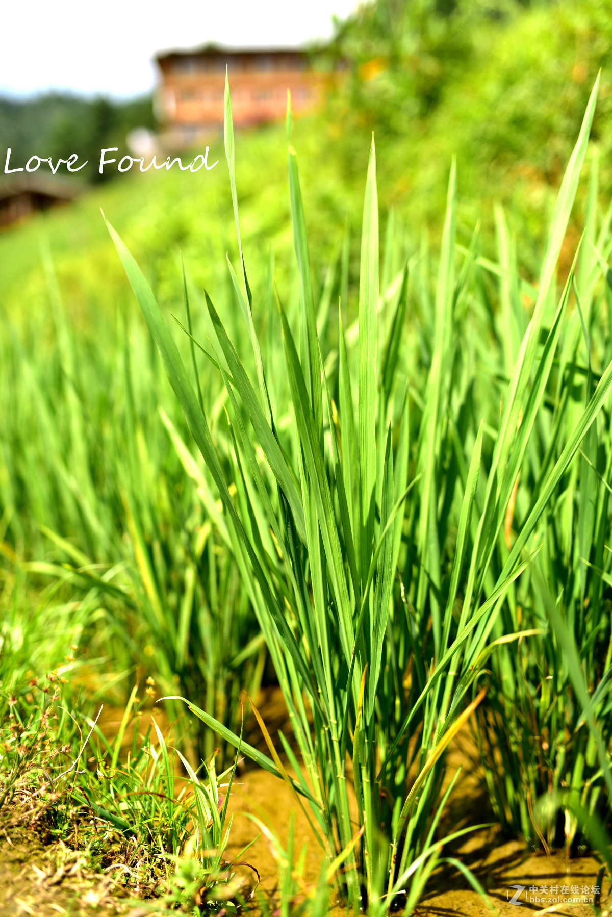 广西。。。龙脊梯田。。。。-中关村在线摄影论坛