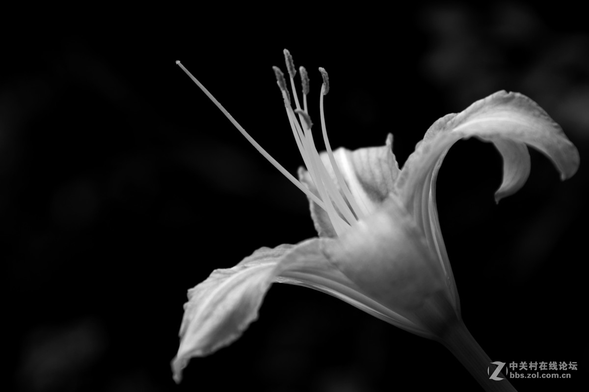 黑白花卉-中关村在线摄影论坛