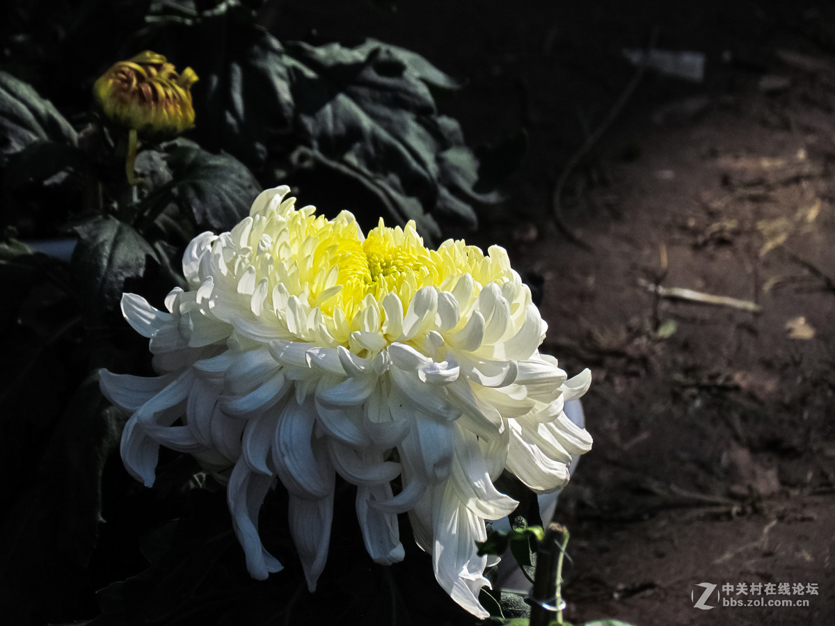 菊花-中关村在线摄影论坛