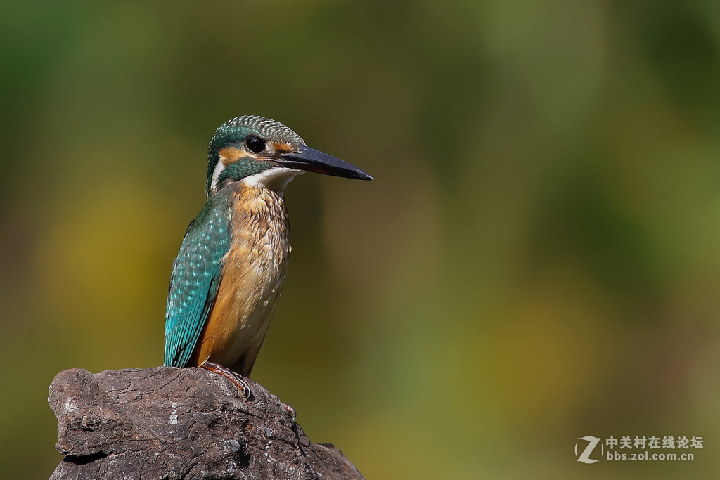 第一次用7d2-中关村在线摄影论坛