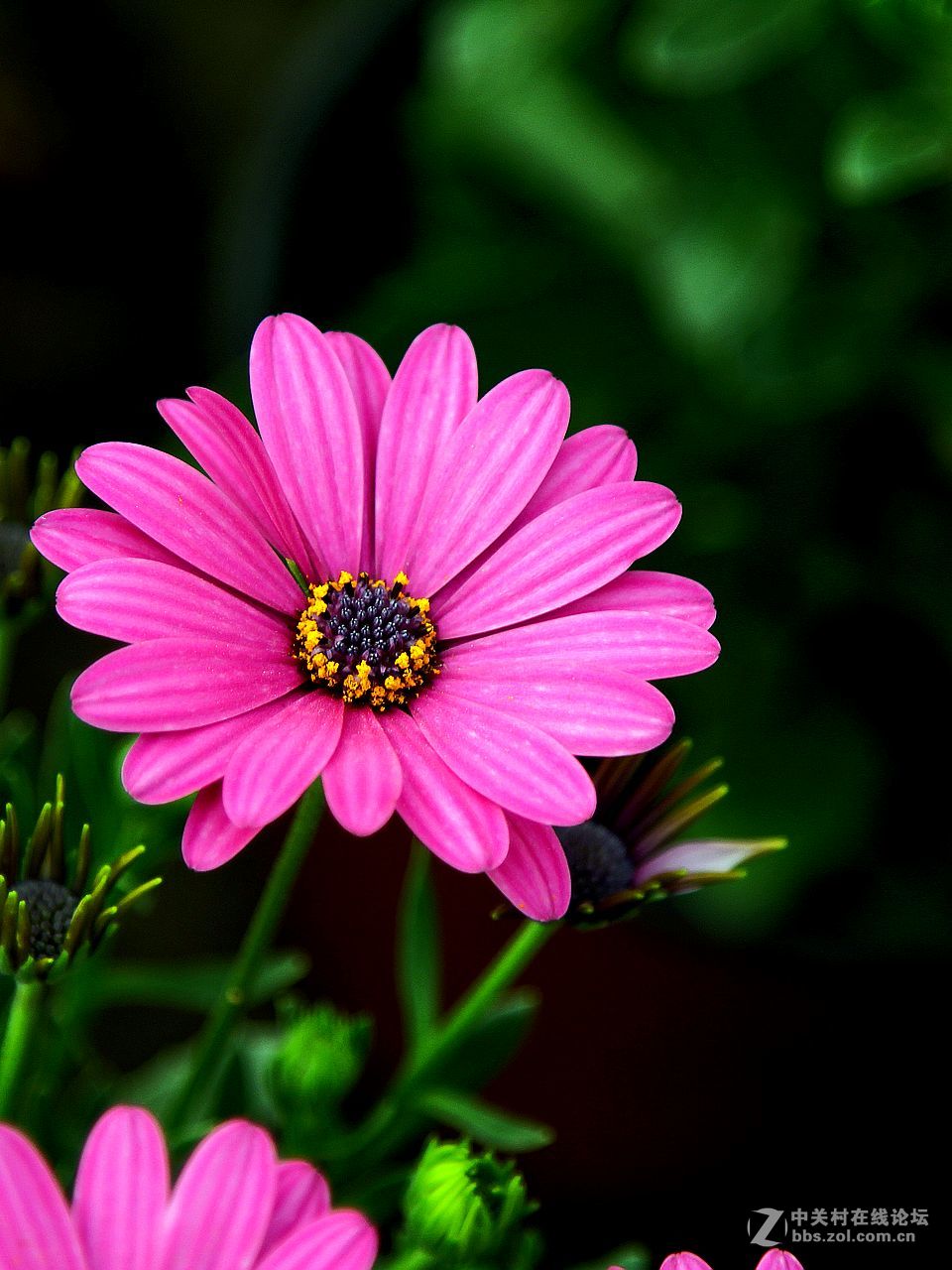 小菊花-中关村在线摄影论坛