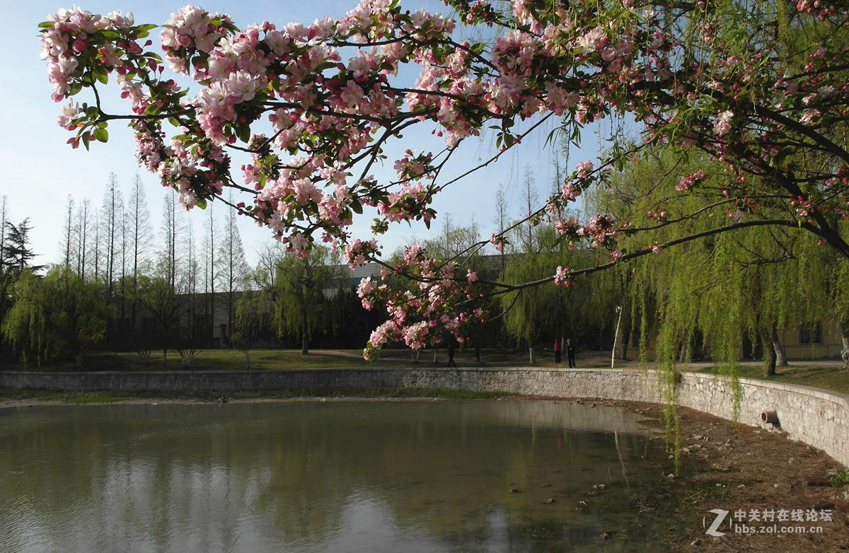 EX1-『春色惹人醉』123...12P-中关村在线摄影论坛