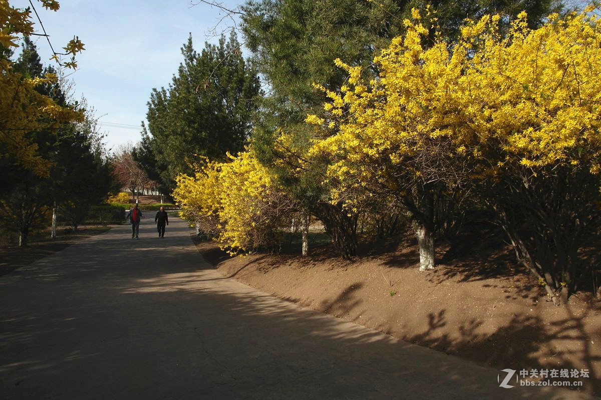 EX1-『春色惹人醉』123...12P-中关村在线摄影论坛