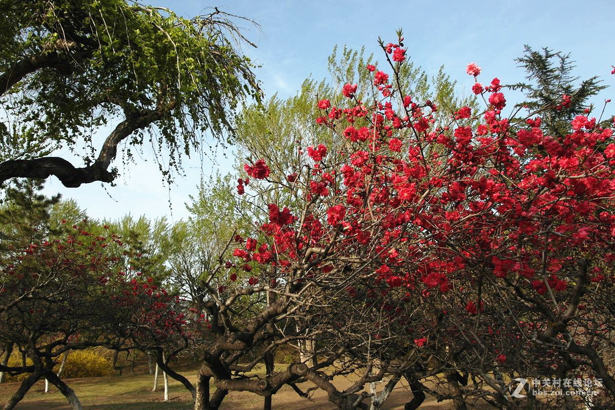 EX1-『春色惹人醉』123...12P-中关村在线摄影论坛