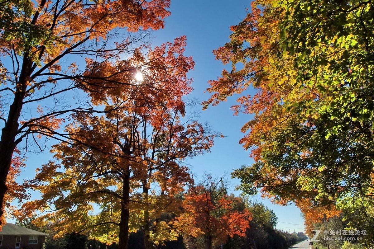 停下車来看路边的枫景（1）-中关村在线摄影论坛