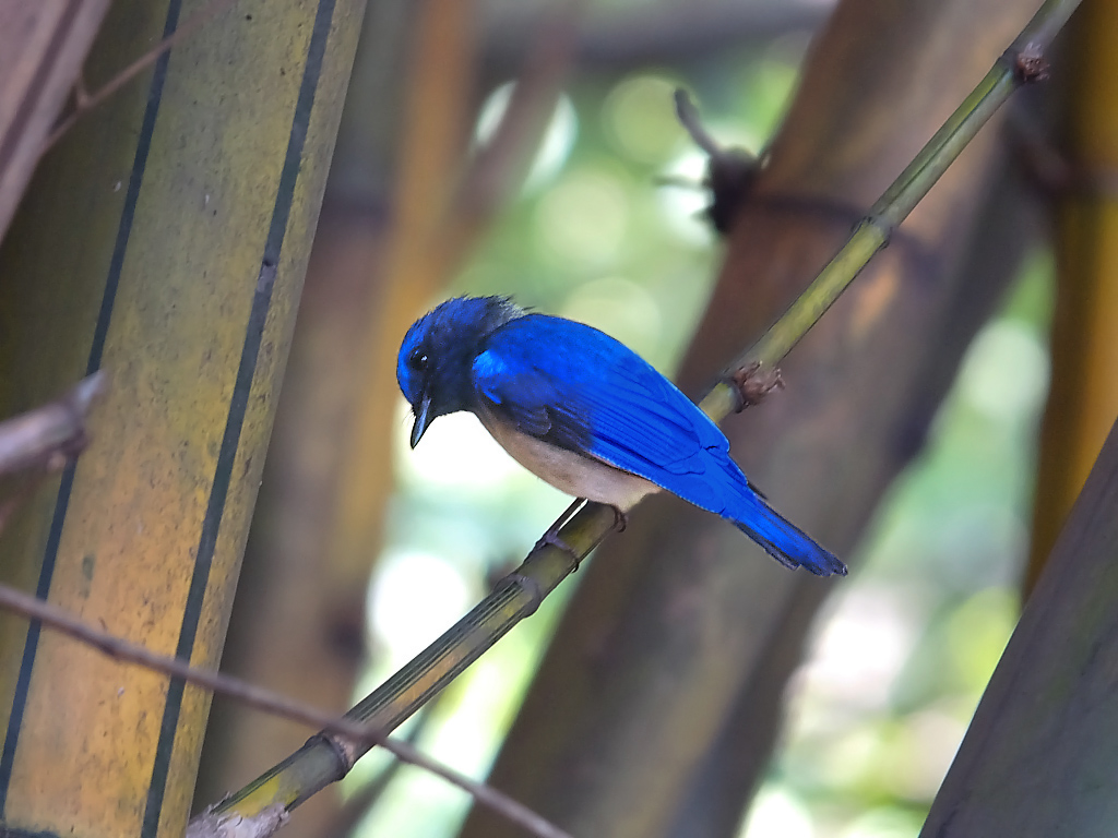 海南蓝仙鹟-中关村在线摄影论坛