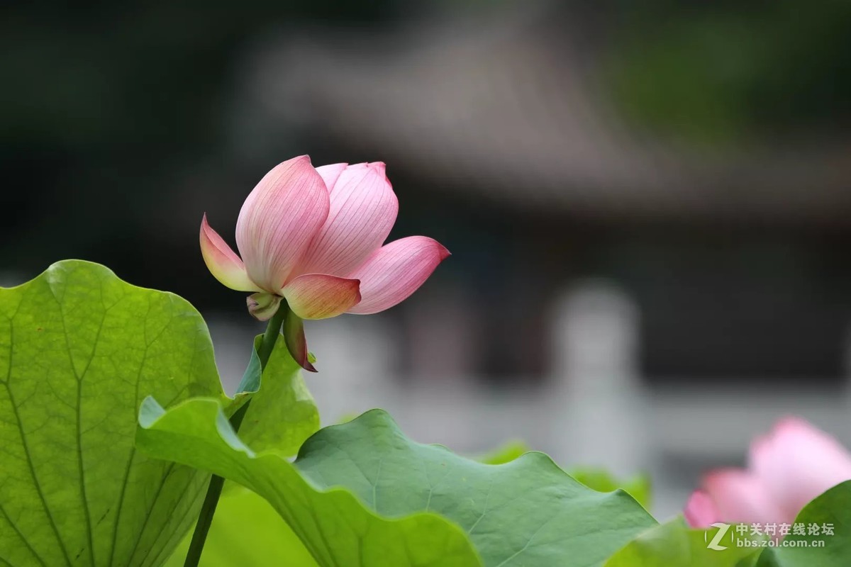 2016(莲之湖）-中关村在线摄影论坛