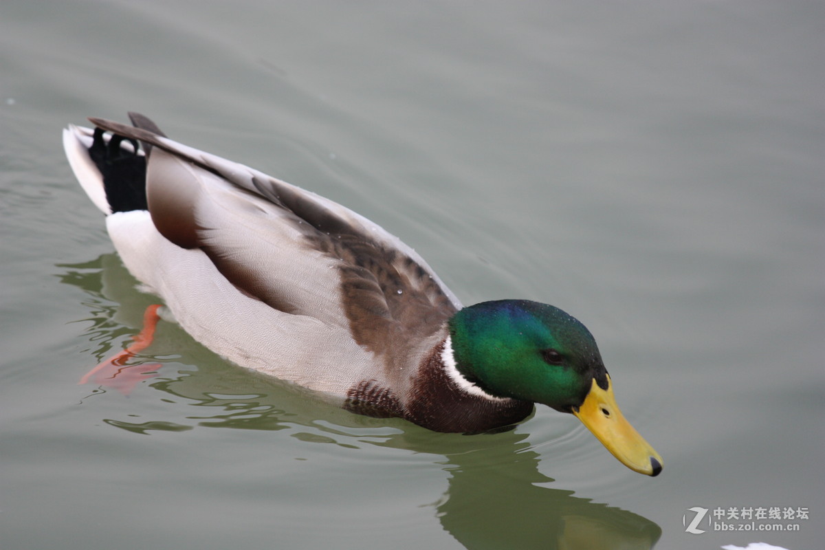 打鸭子-中关村在线摄影论坛