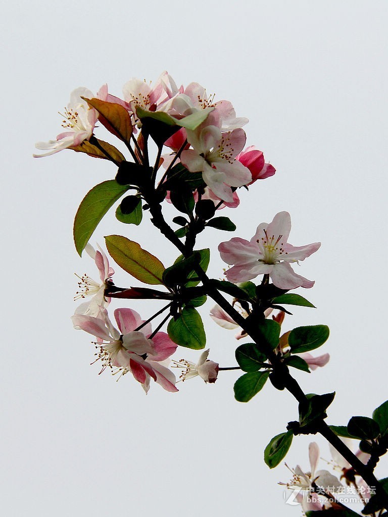 180614-西府海棠花-2-中关村在线摄影论坛