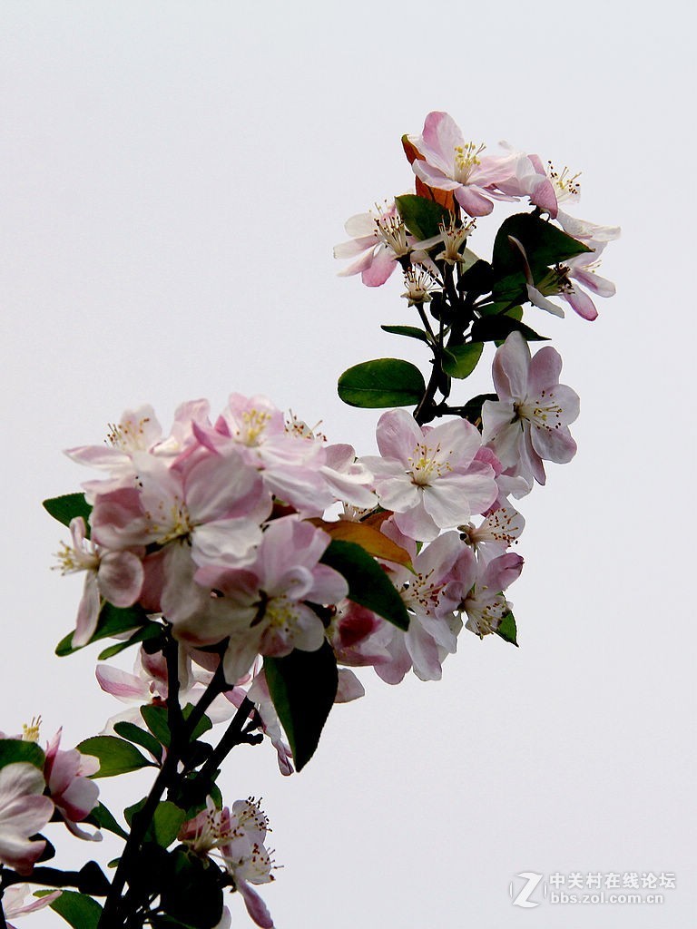 180614-西府海棠花-2-中关村在线摄影论坛