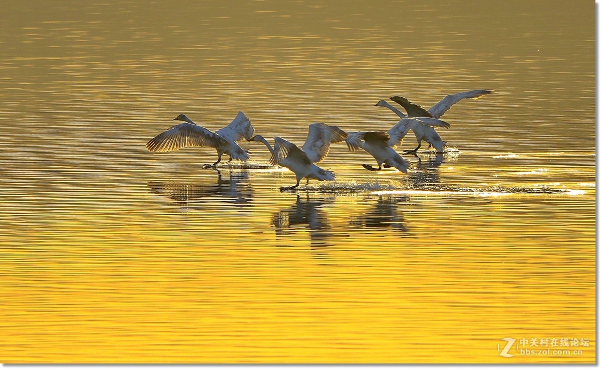 三门峡晨曦-中关村在线摄影论坛