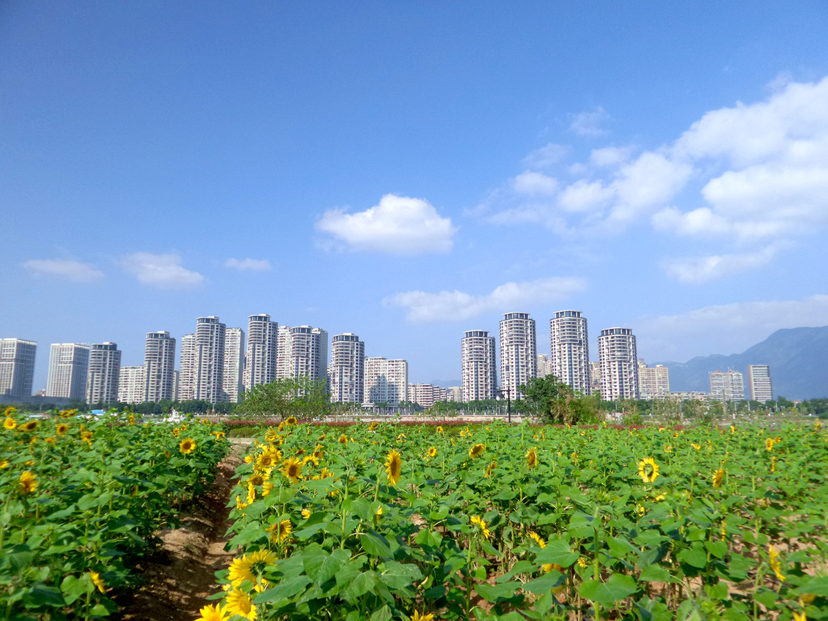 《公园风光》——三星kzoom手机拍摄-中关村在线摄影论坛