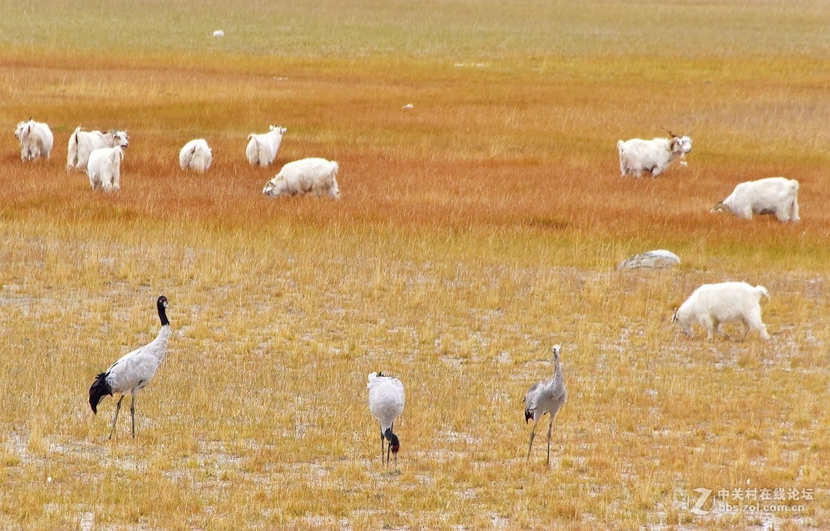 国道318+219-中关村在线摄影论坛