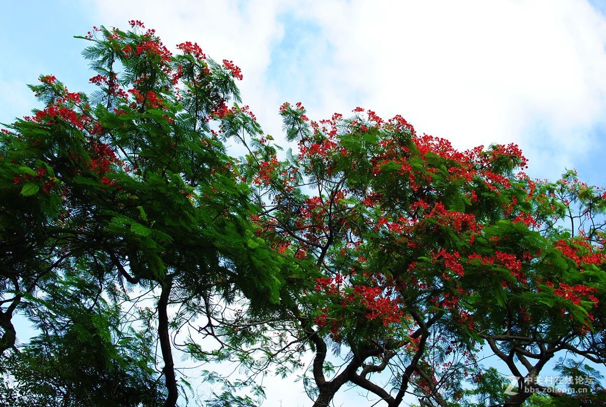 凤凰树-中关村在线摄影论坛