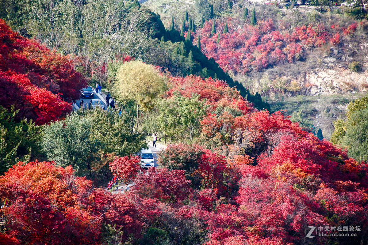 济南红叶谷〔十四〕-中关村在线摄影论坛