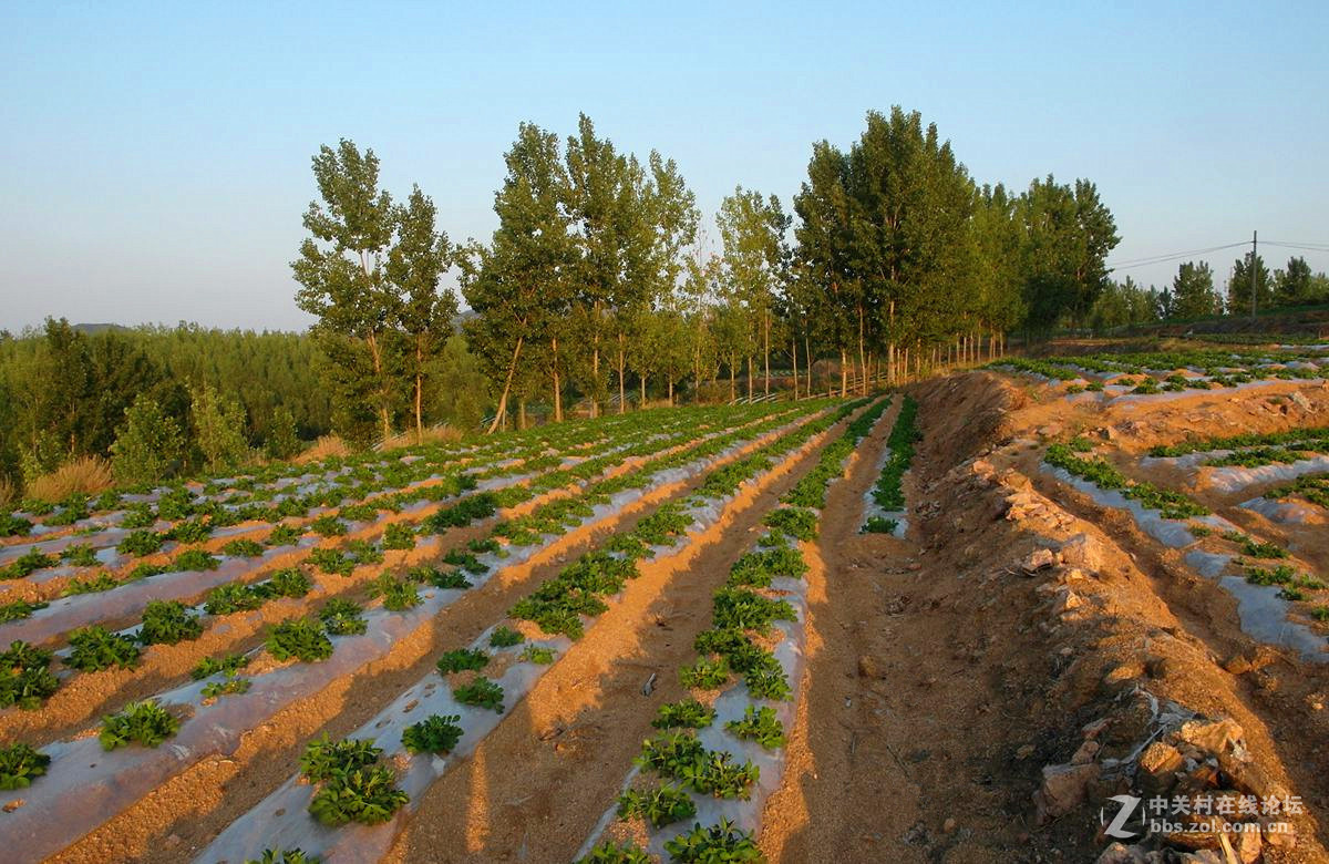 EX1-『花生地里的光影』123...12p-中关村在线摄影论坛