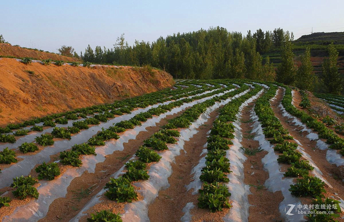 EX1-『花生地里的光影』123...12p-中关村在线摄影论坛