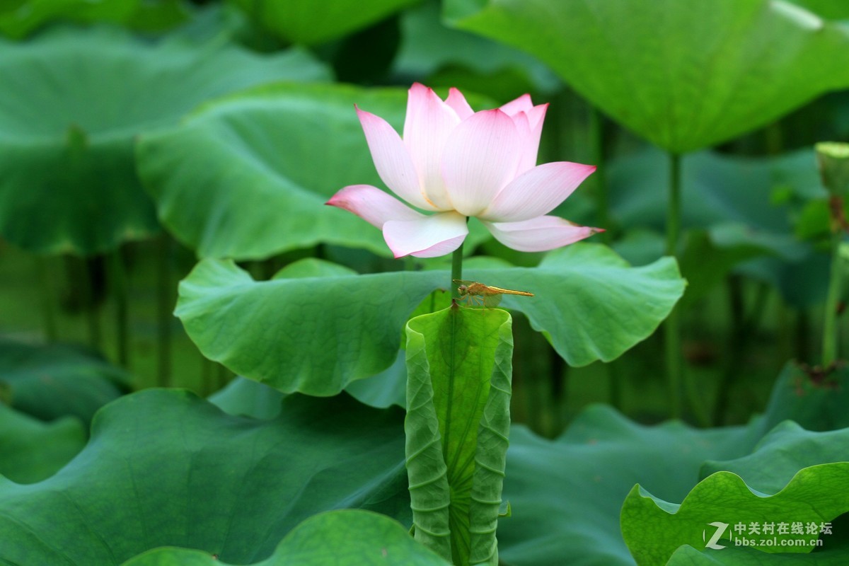 《在拍摄荷花》-中关村在线摄影论坛