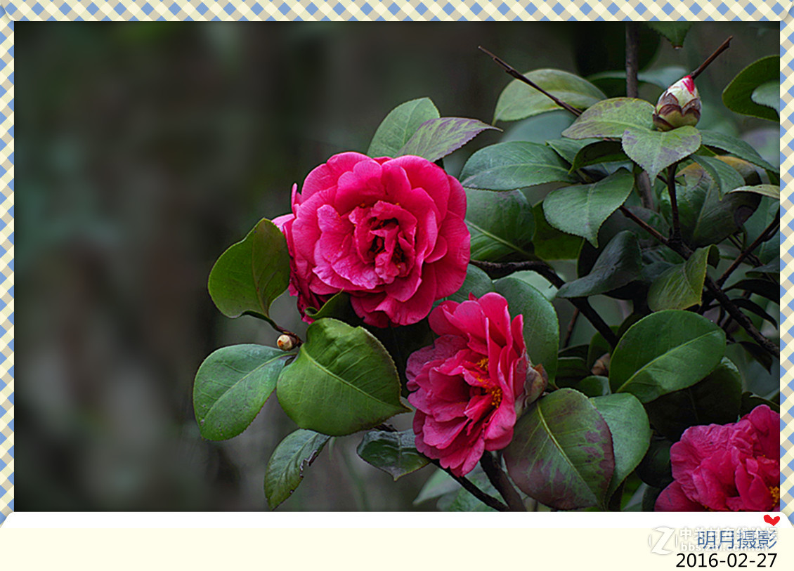 百花盛开------山茶花-中关村在线摄影论坛