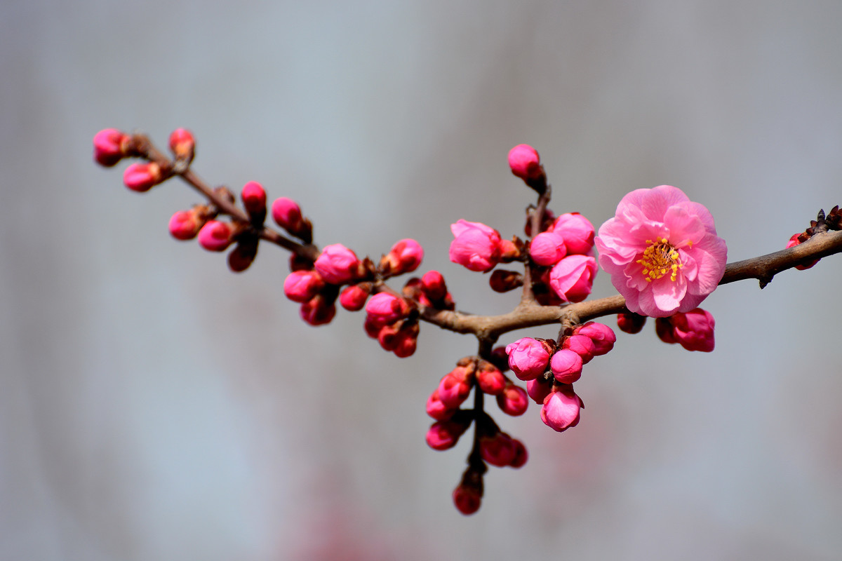 一枝梅-中关村在线摄影论坛