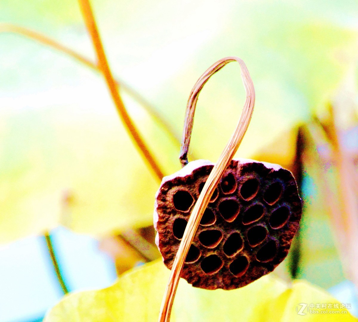 残荷之美（3）-中关村在线摄影论坛