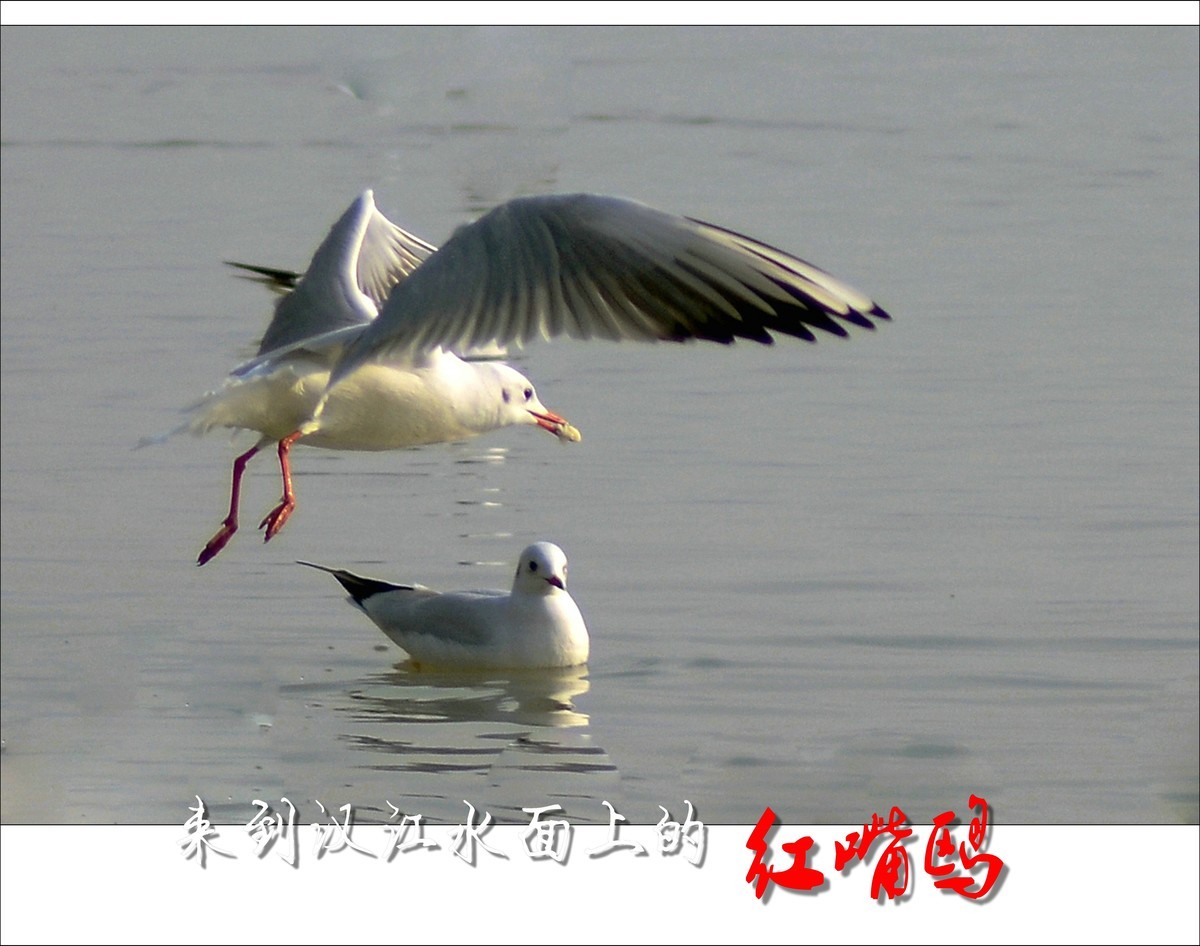 回到汉中的红嘴鸥（2019270）-中关村在线摄影论坛