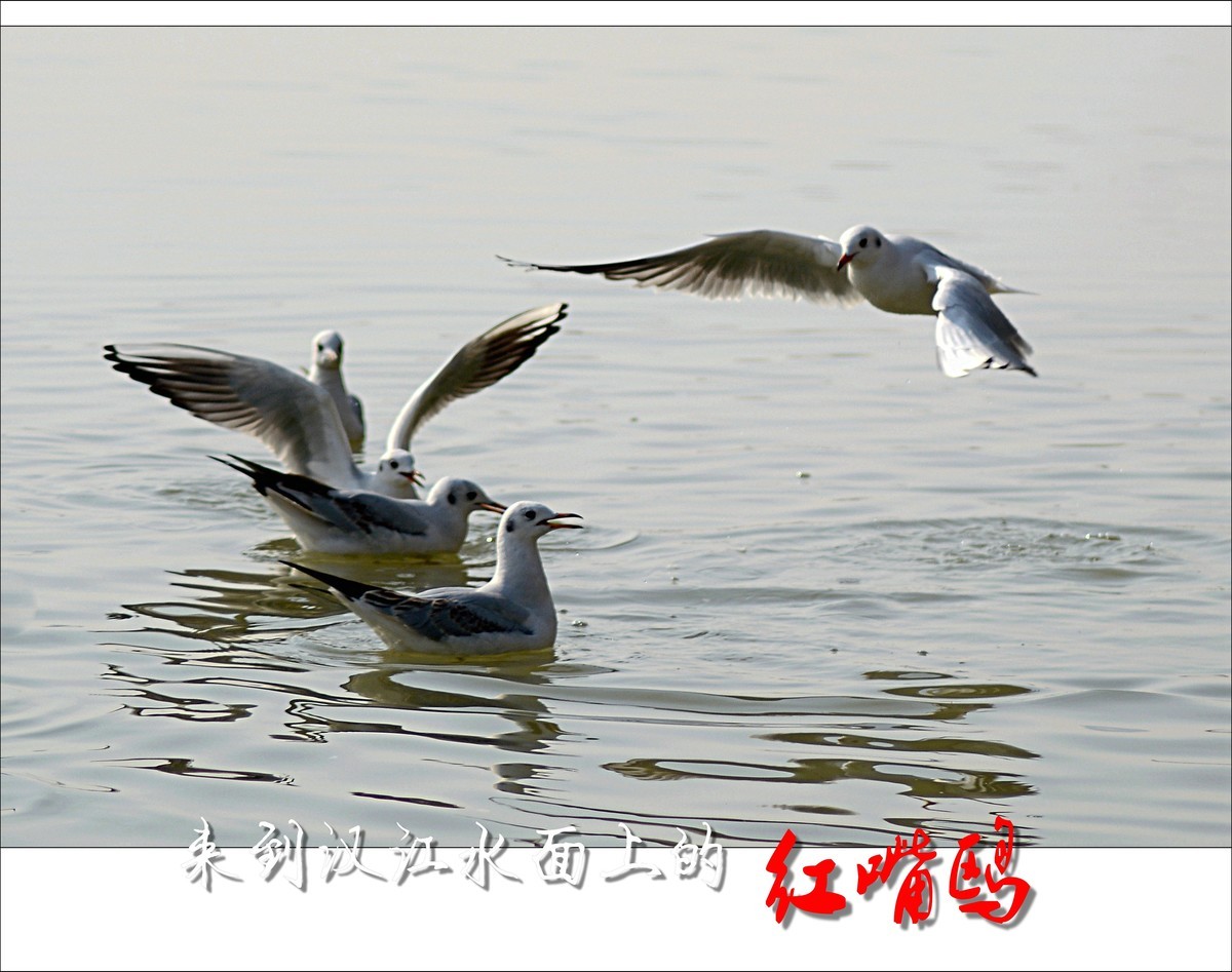 回到汉中的红嘴鸥（2019270）-中关村在线摄影论坛