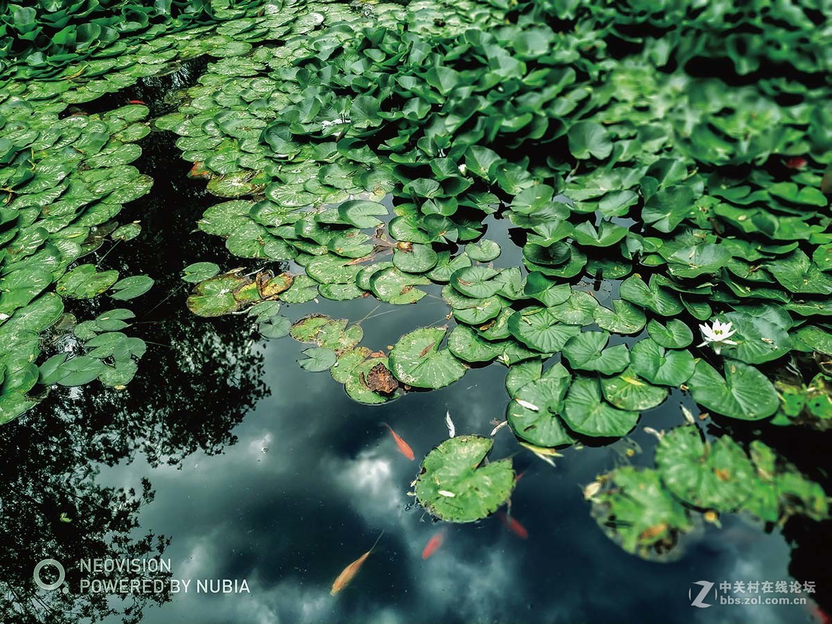 摇曳-中关村在线摄影论坛