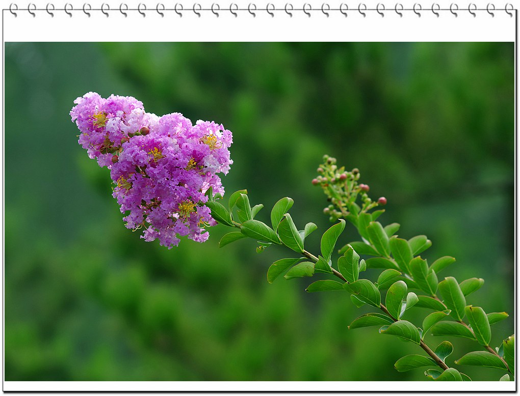 紫薇花又开-中关村在线摄影论坛