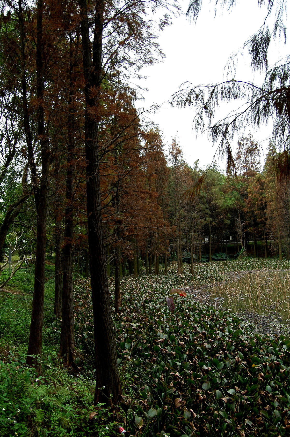 冬日 公园湖景（D70）-中关村在线摄影论坛