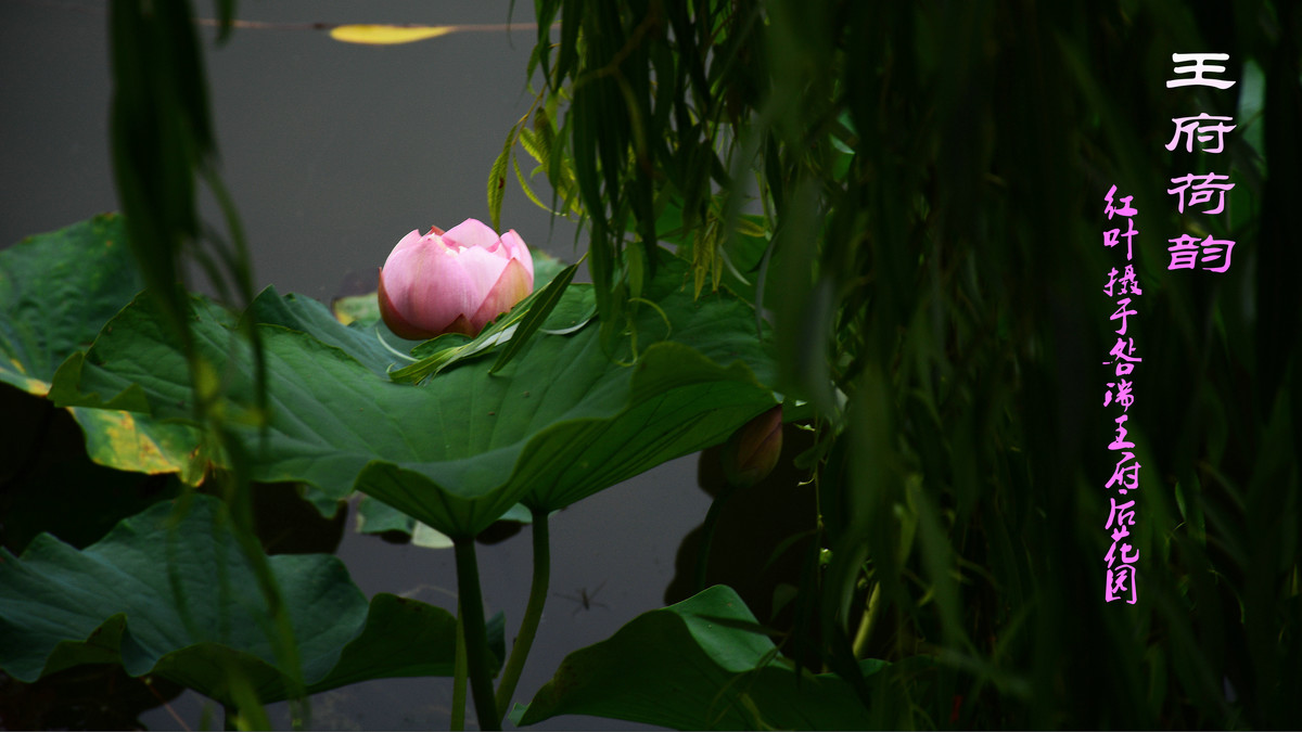 王府荷韵-中关村在线摄影论坛