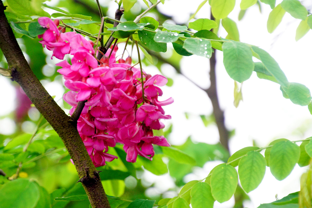 槐树花-中关村在线摄影论坛