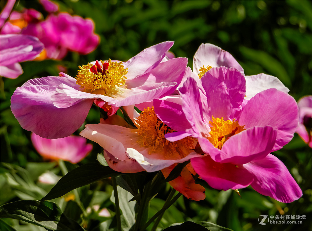 盛开的赤芍-中关村在线摄影论坛