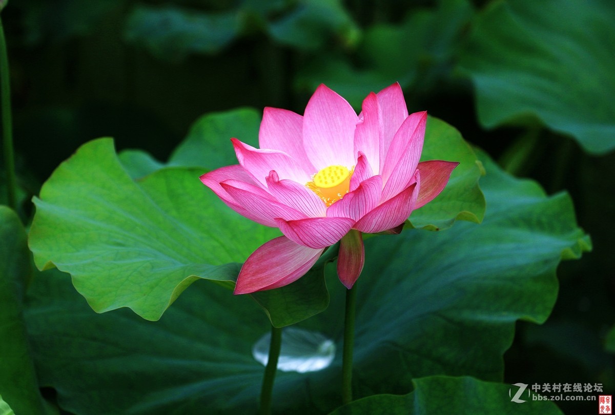 一组荷花：恭贺师友“光影寻梦”再履新职-中关村在线摄影论坛