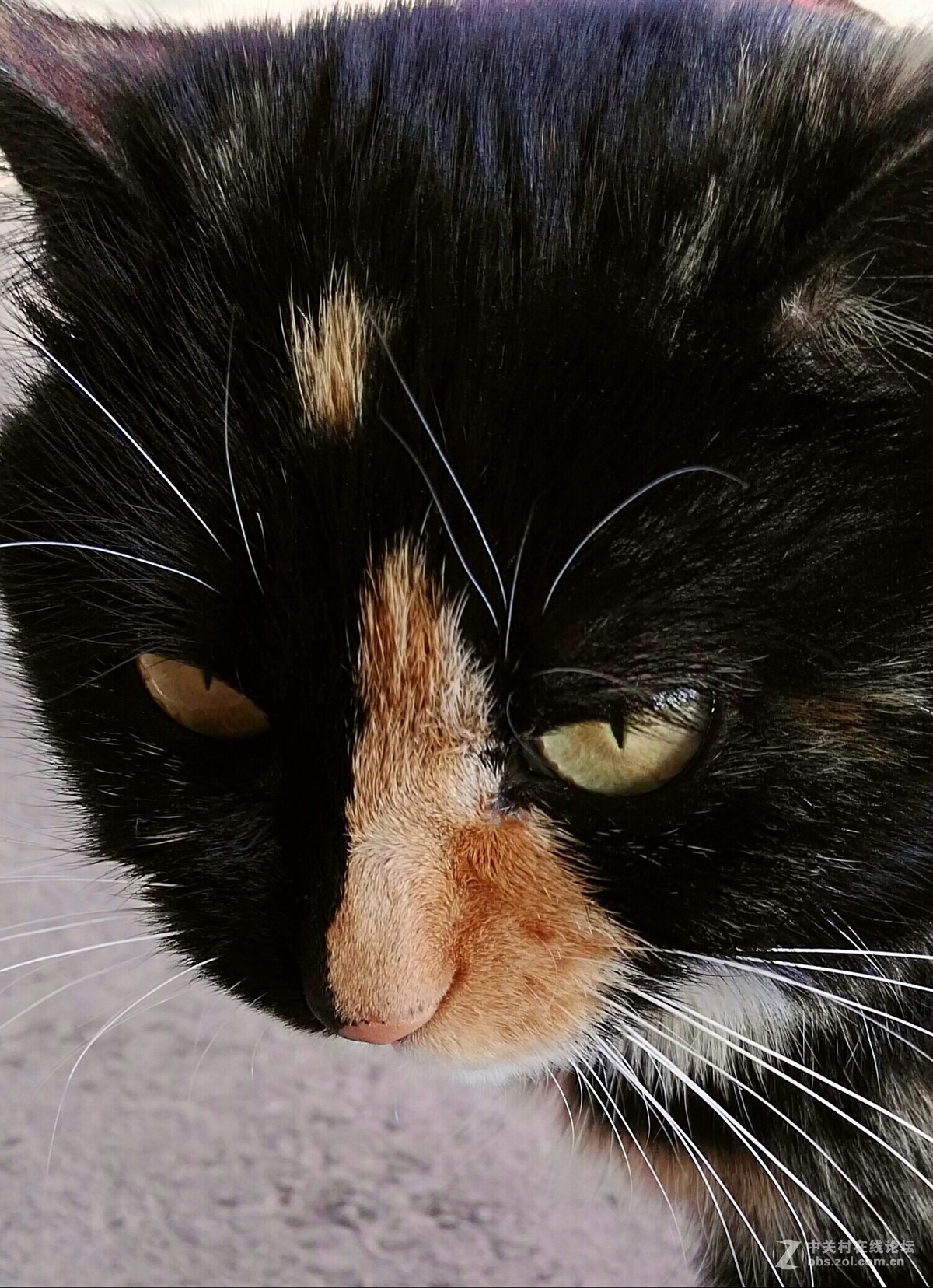 华为麦芒4作品-中关村在线摄影论坛