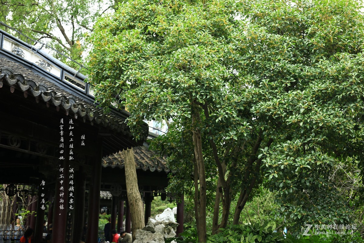 秋来古园桂花香-中关村在线摄影论坛