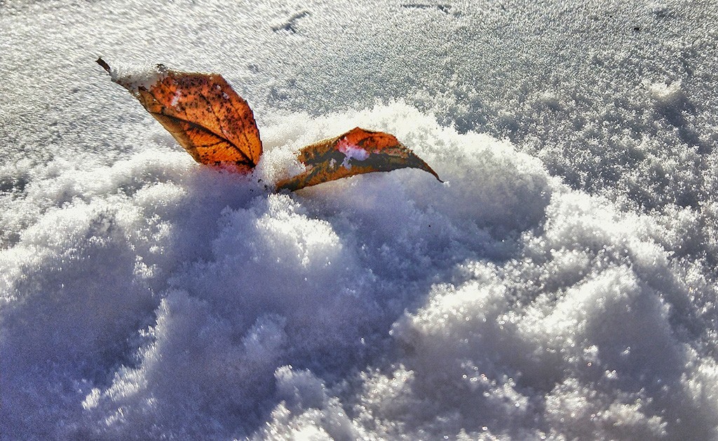 【原创】雪中残红（手机oppo摄）-中关村在线摄影论坛