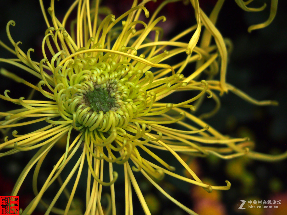 菊之美（e）-中关村在线摄影论坛
