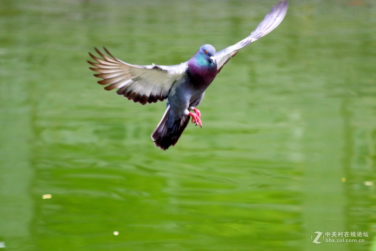 鸽子-中关村在线摄影论坛