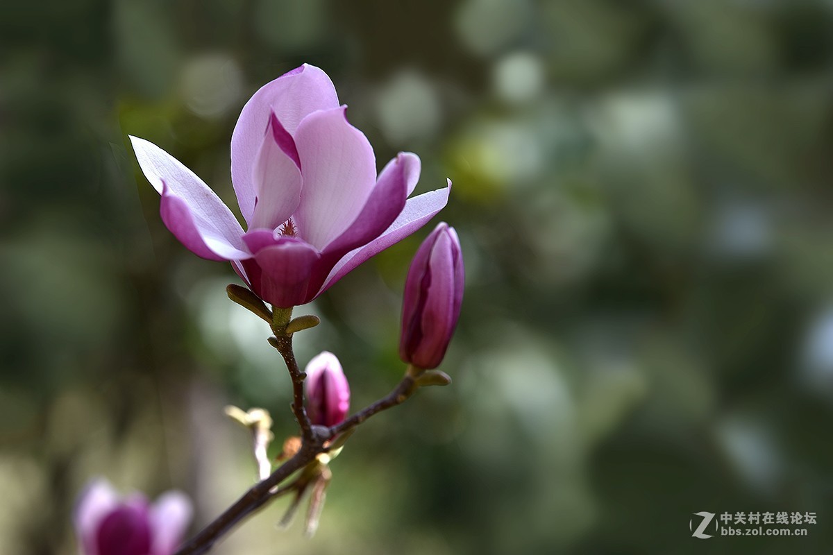 【2018】069---玉兰花-中关村在线摄影论坛