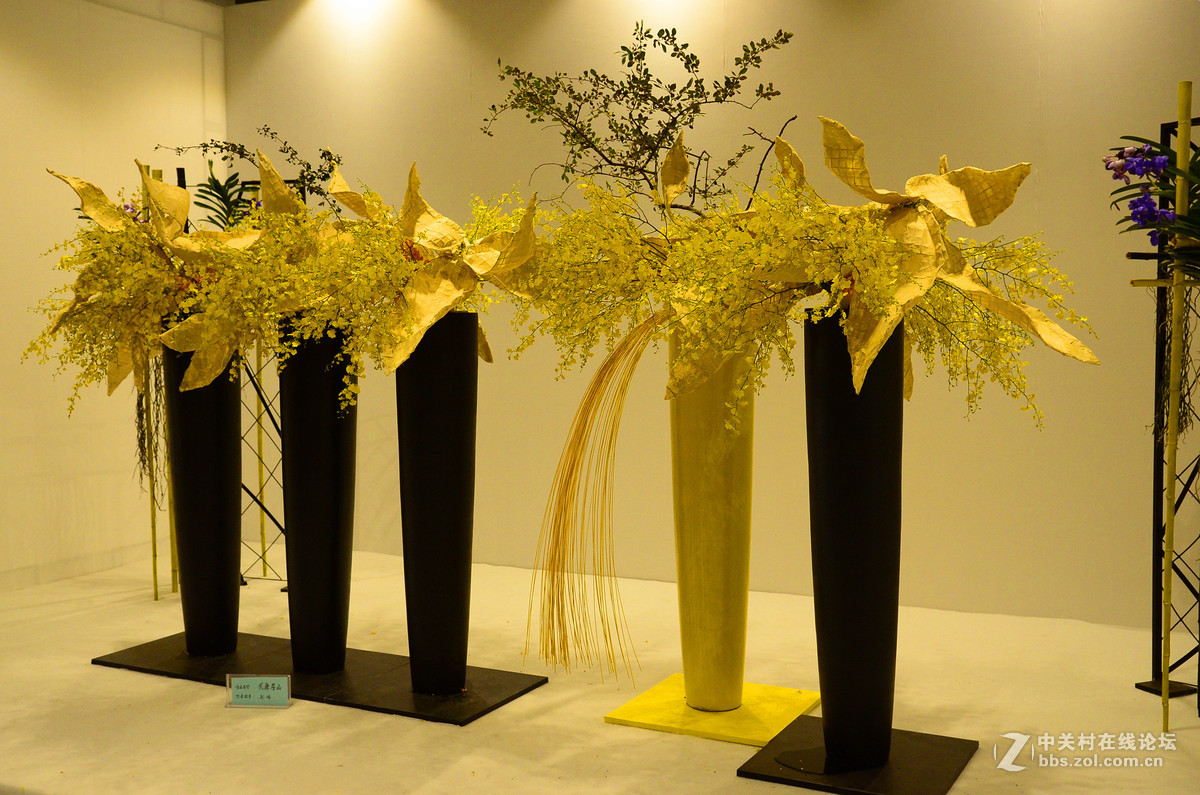 房山兰花展-中关村在线摄影论坛