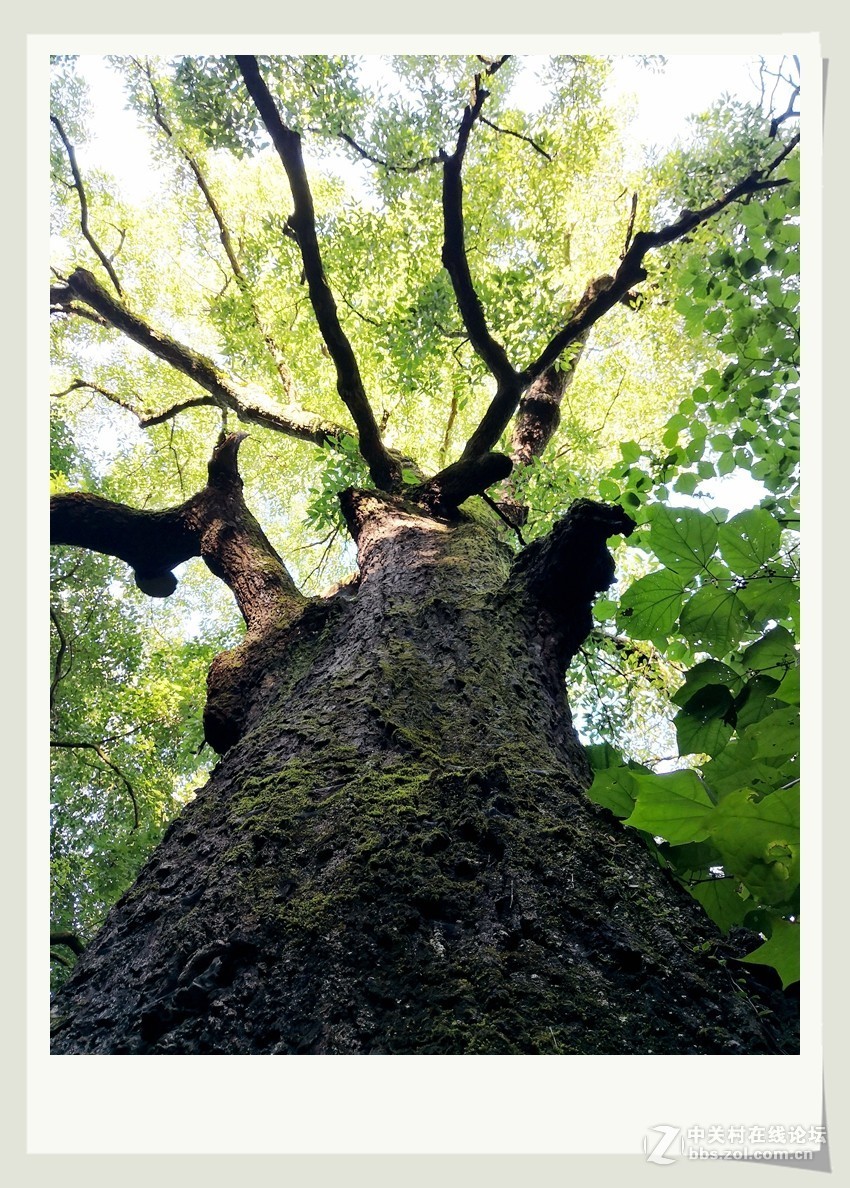 天目山风光（9）-中关村在线摄影论坛