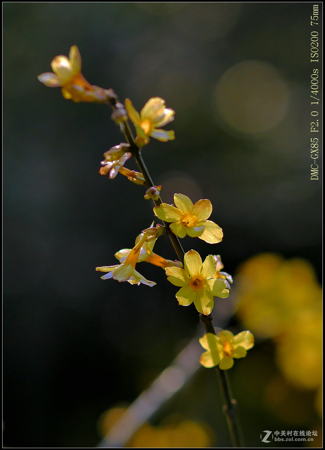 春暖花开-中关村在线摄影论坛