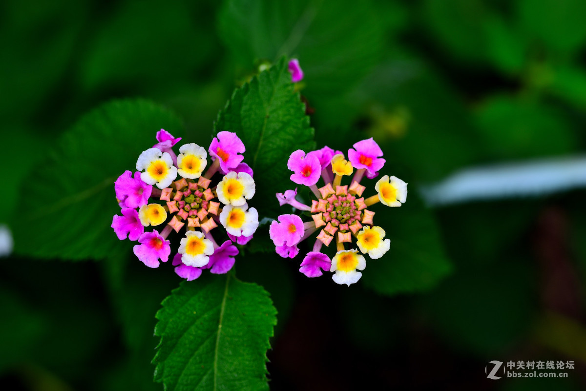 中山植物园随拍-中关村在线摄影论坛